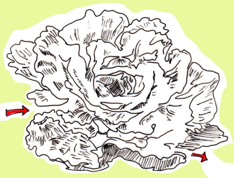 Kids Cabbage Puzzle : பனிப்பூக்கள்